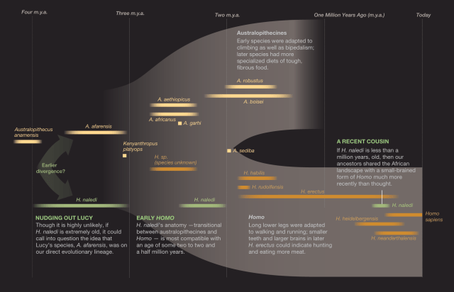 THE DISCOVERY OF HOMO NALEDI – EXPLANATION FOR MAN’S ARRIVAL ON EARTH ...